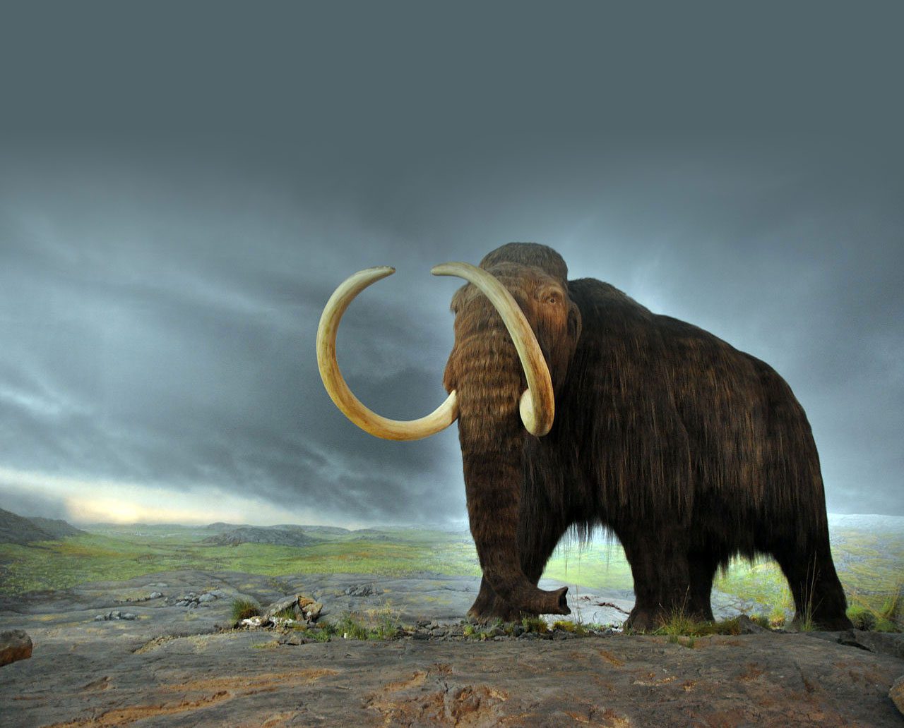 mammoth-cropped-new - Revive & Restore