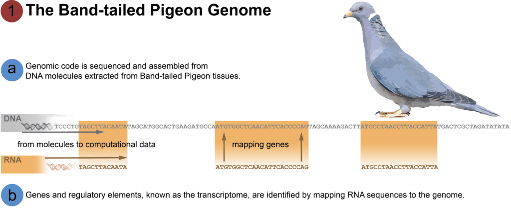 The Great Passenger Pigeon Comeback