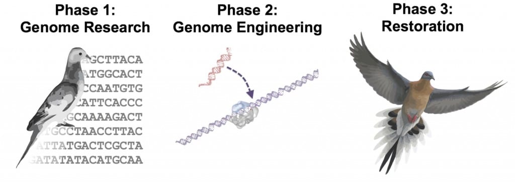 Passenger Pigeon Project Update