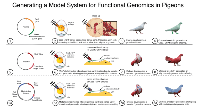 The Great Comeback Down Under - Revive & Restore