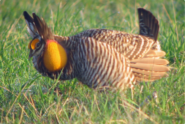 heath-hen - Revive & Restore