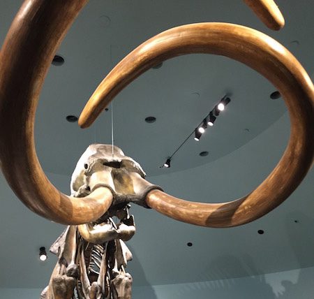 Mammoth - Revive & Restore