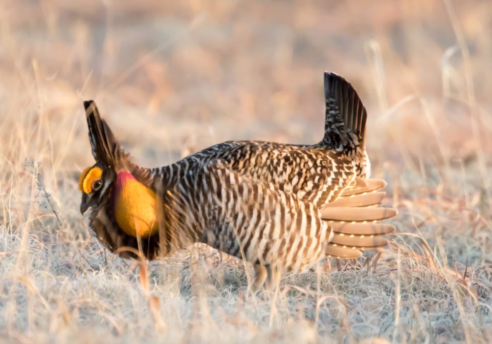 Greater_Prairie_Chicken_ - Revive & Restore