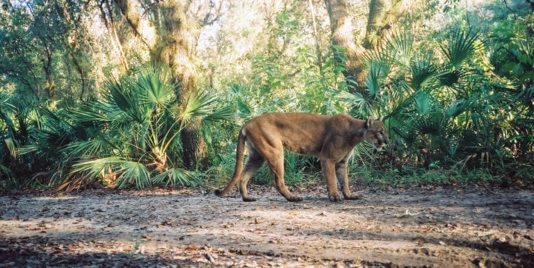 The Genetic Rescue Toolkit | Revive & Restore | Enhance Biodiversity