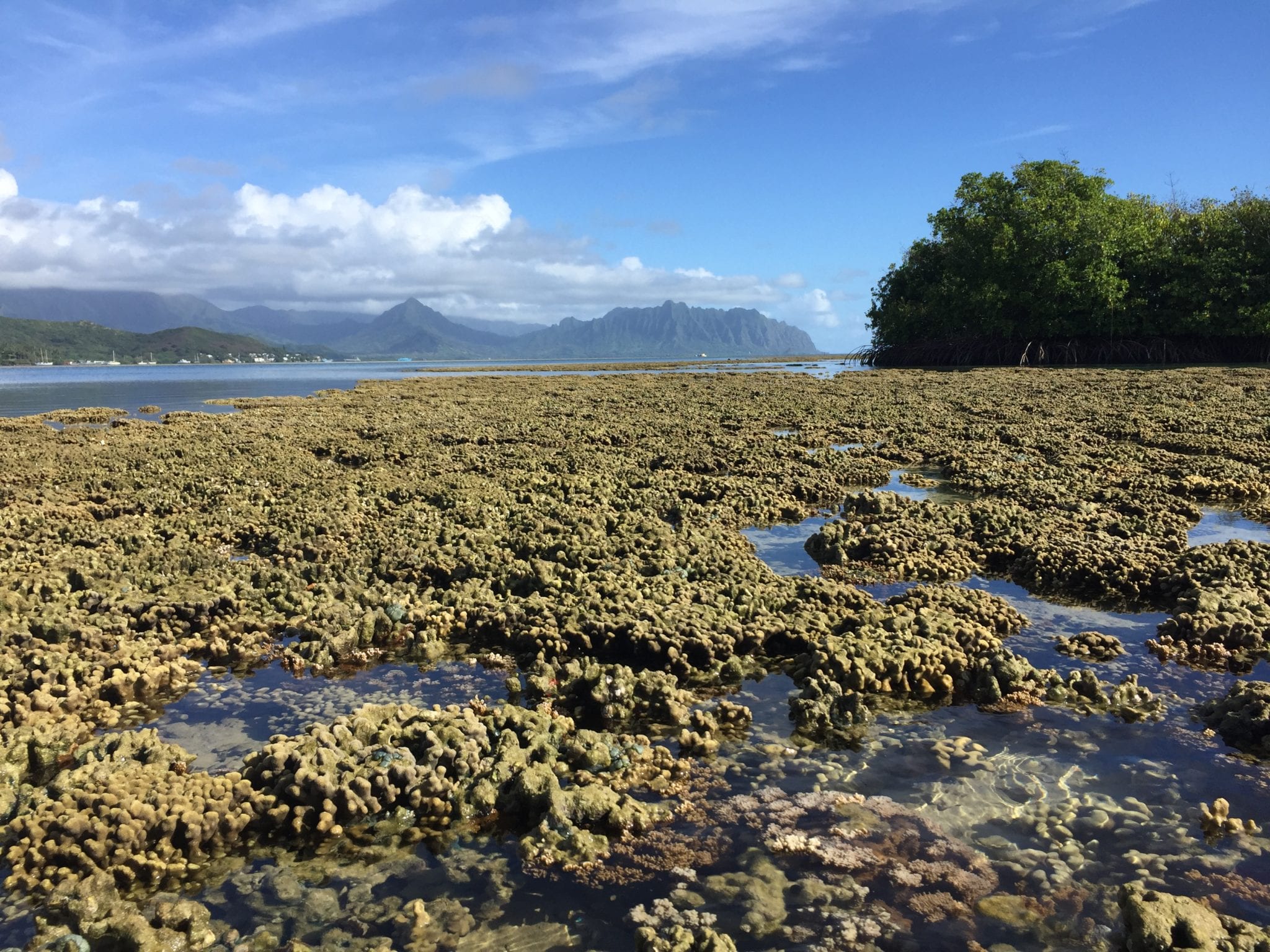 Projects From Revive & Restore - Revive & Restore