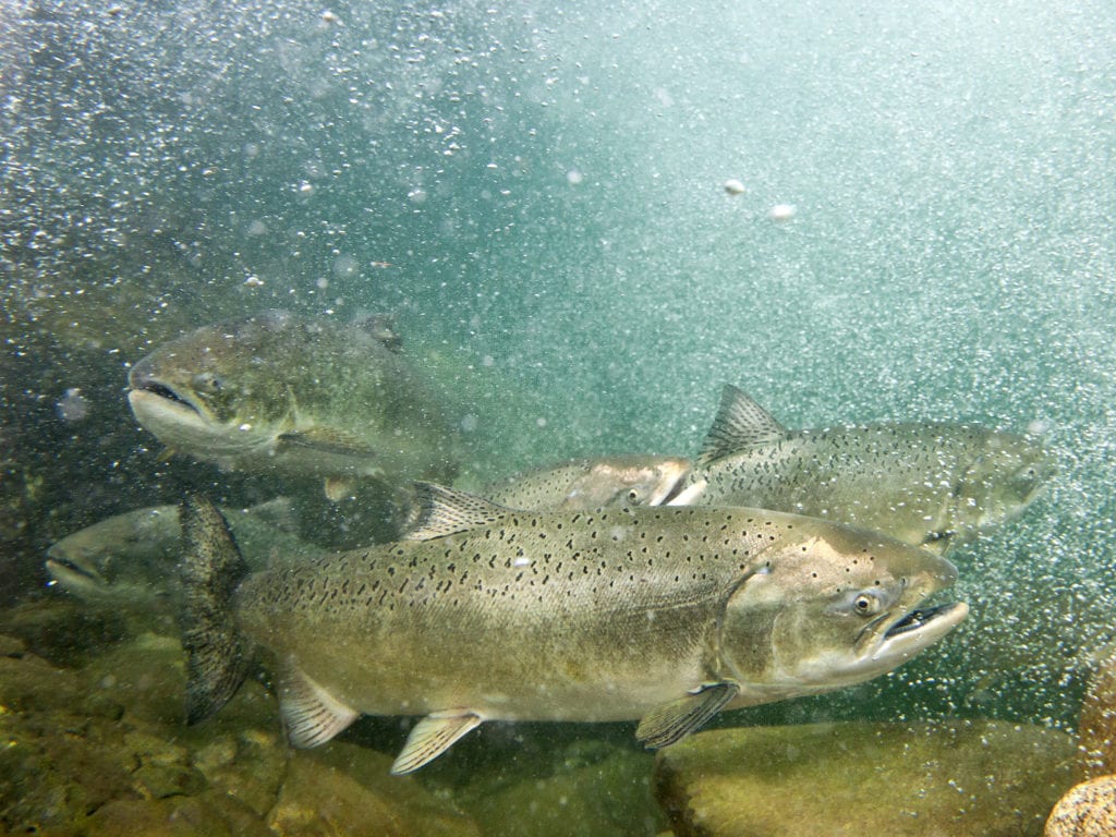 2012 Salmon River Spring Chinook Salmon Survey Dive - Revive & Restore