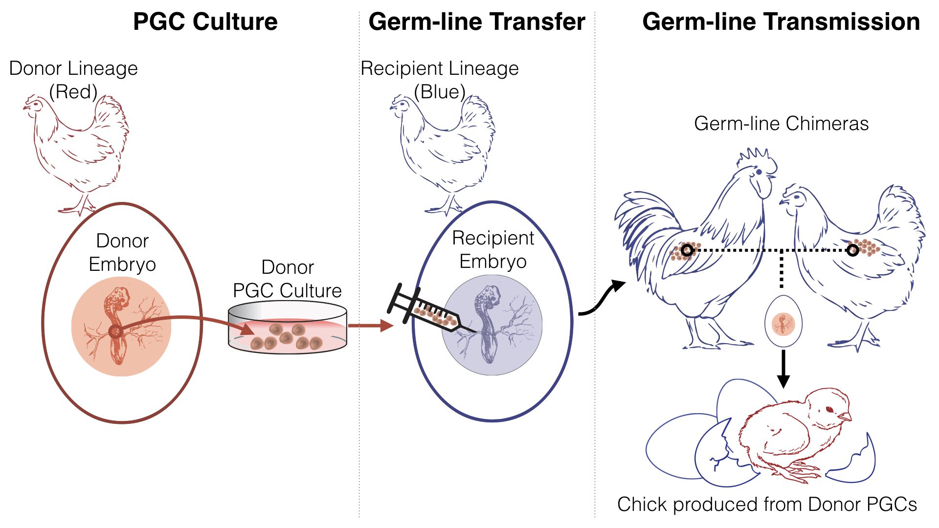 Avian Genetic Rescue Projects August 2021 - Revive & Restore