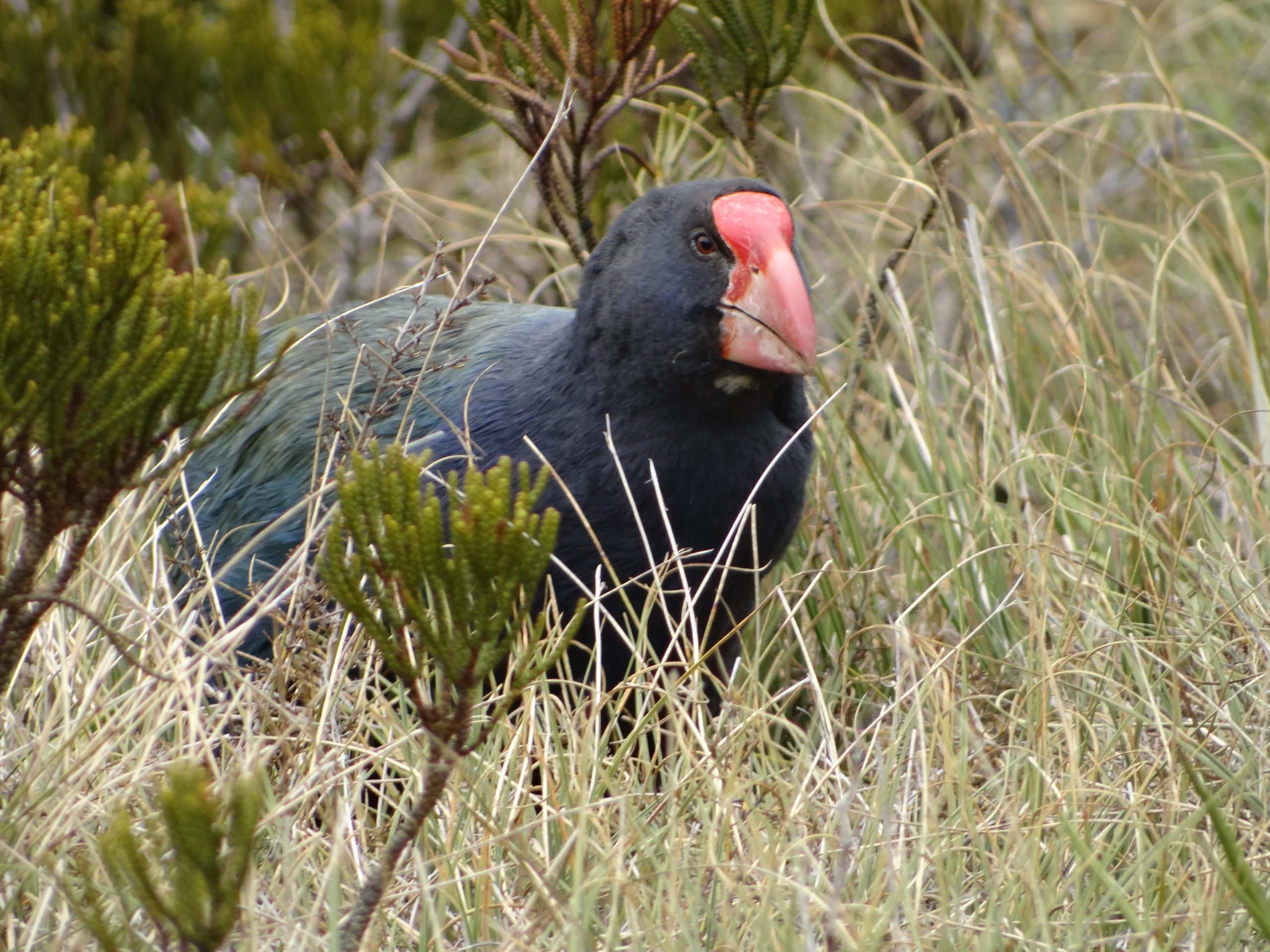 Takahe_Takahe Recovery Program - Revive & Restore