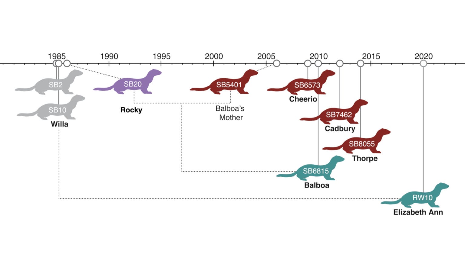 Black-footed Ferret Project - Revive & Restore