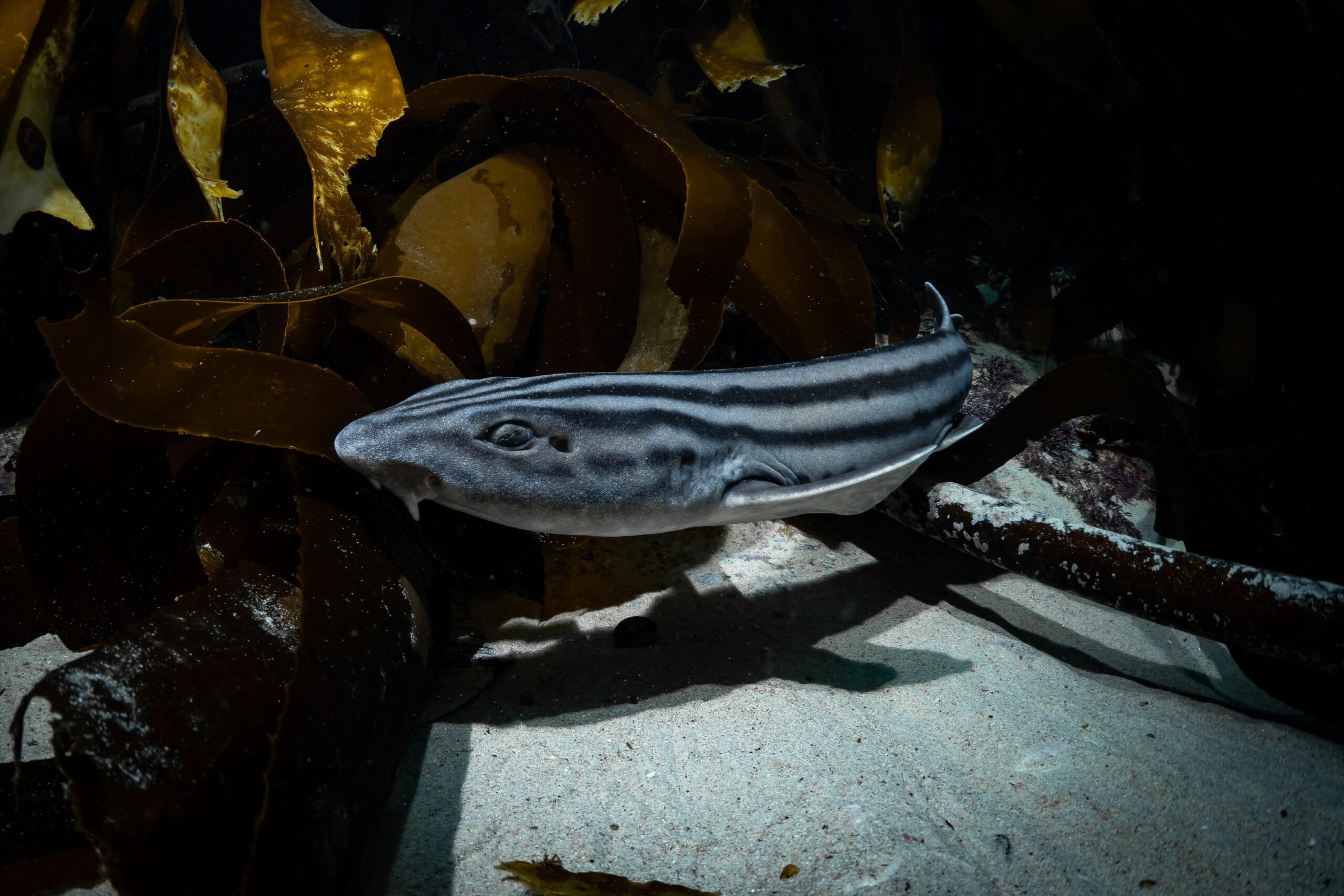 pyjama shark (Poroderma africanum) - Revive & Restore