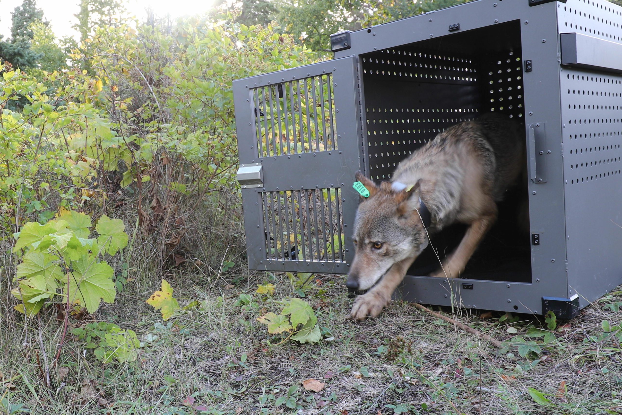 First wolf (female #103) emerges from her crate and takes her fi ...
