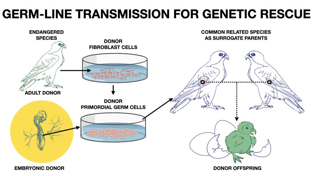 Biotech for Birds RFP - Revive & Restore
