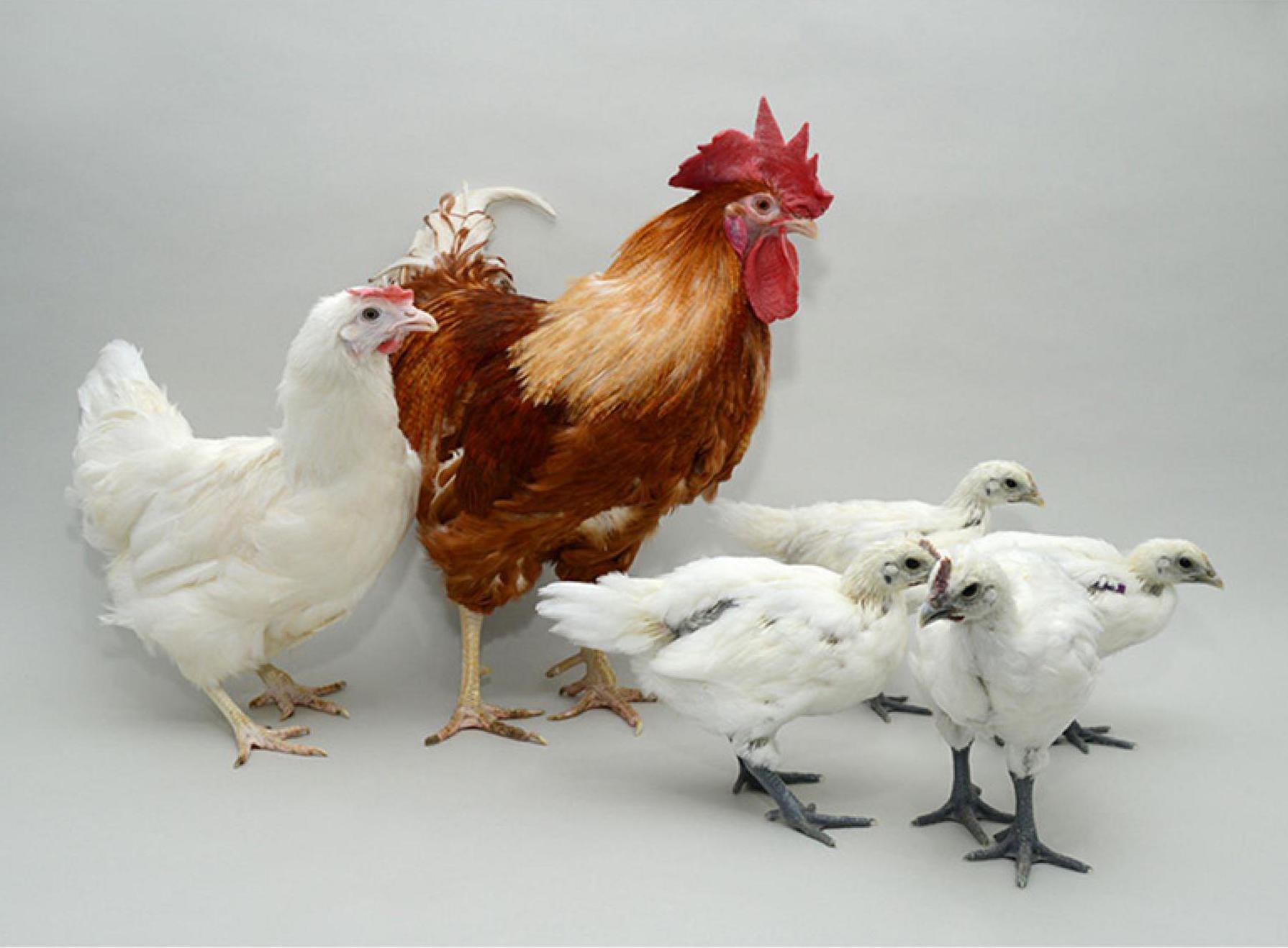 McGrew chix white background - Revive & Restore