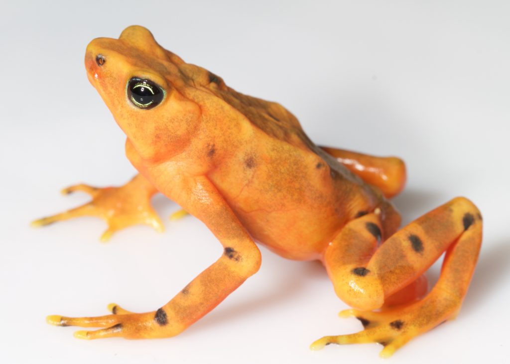 atelopus-varius-captive-bred-lowland-x-lowland_38249140964_o - Revive ...