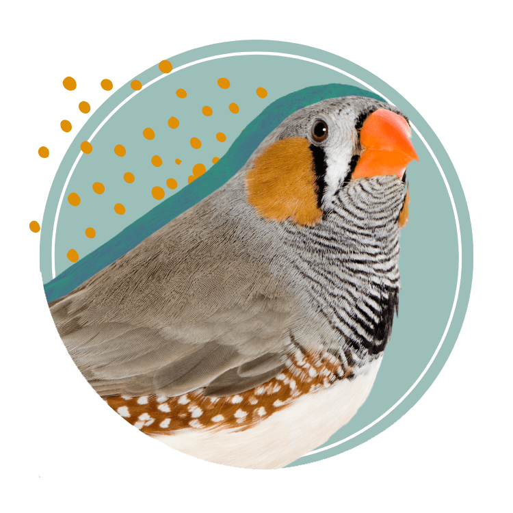 Biotech for Bird Conservation - Revive & Restore