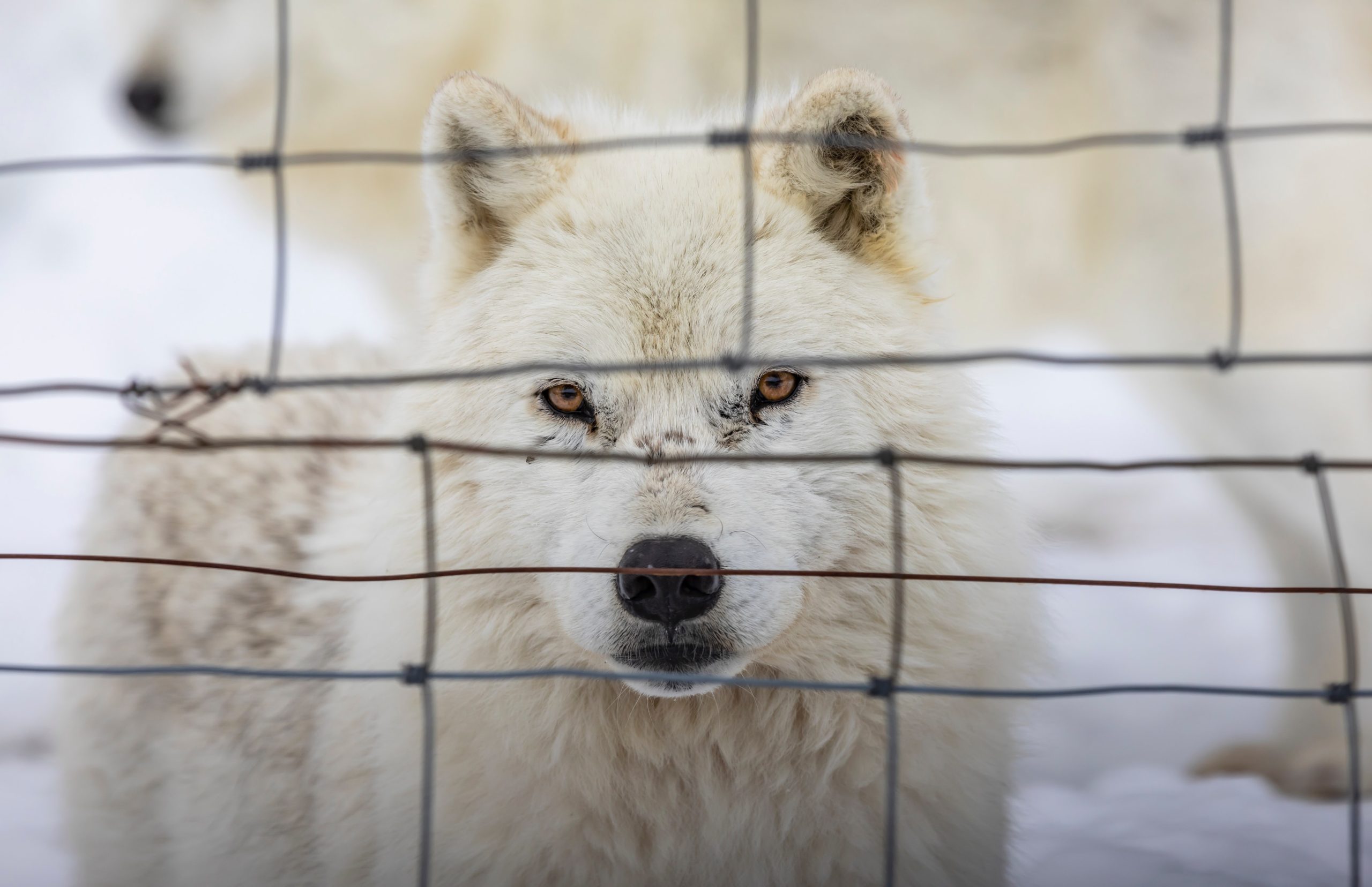 Arctic wolf behind fence - Revive & Restore