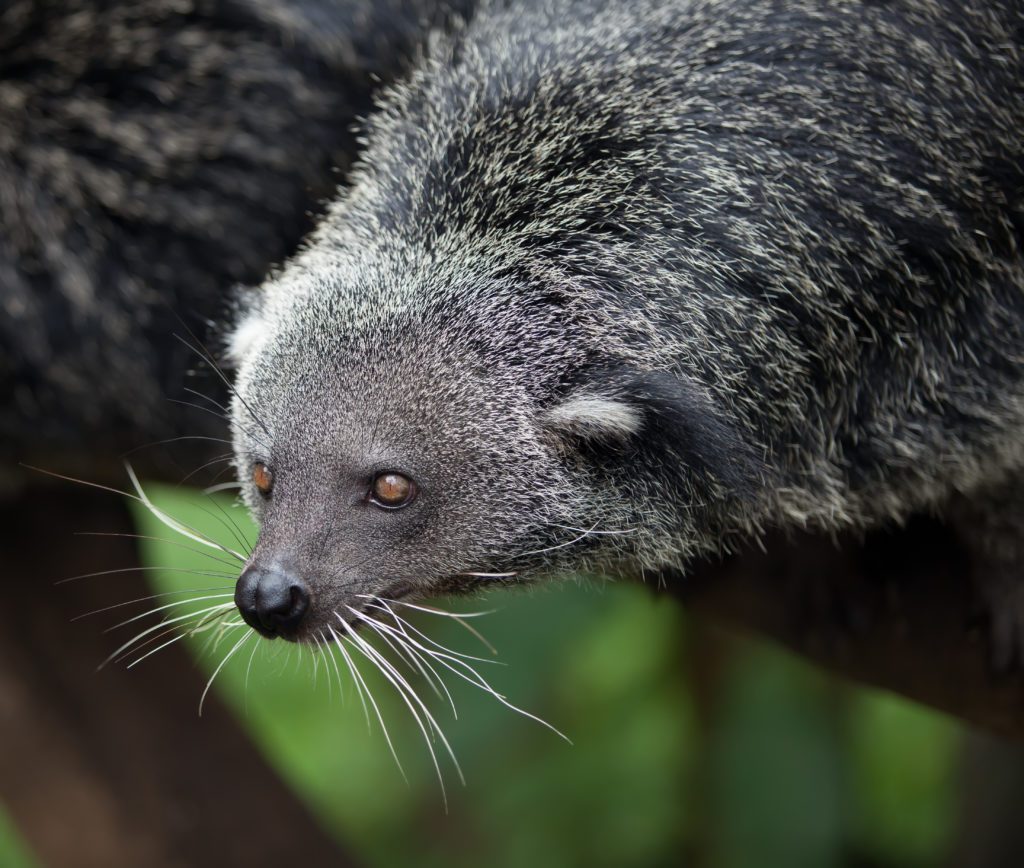 Curious binturong on a branch - Revive & Restore