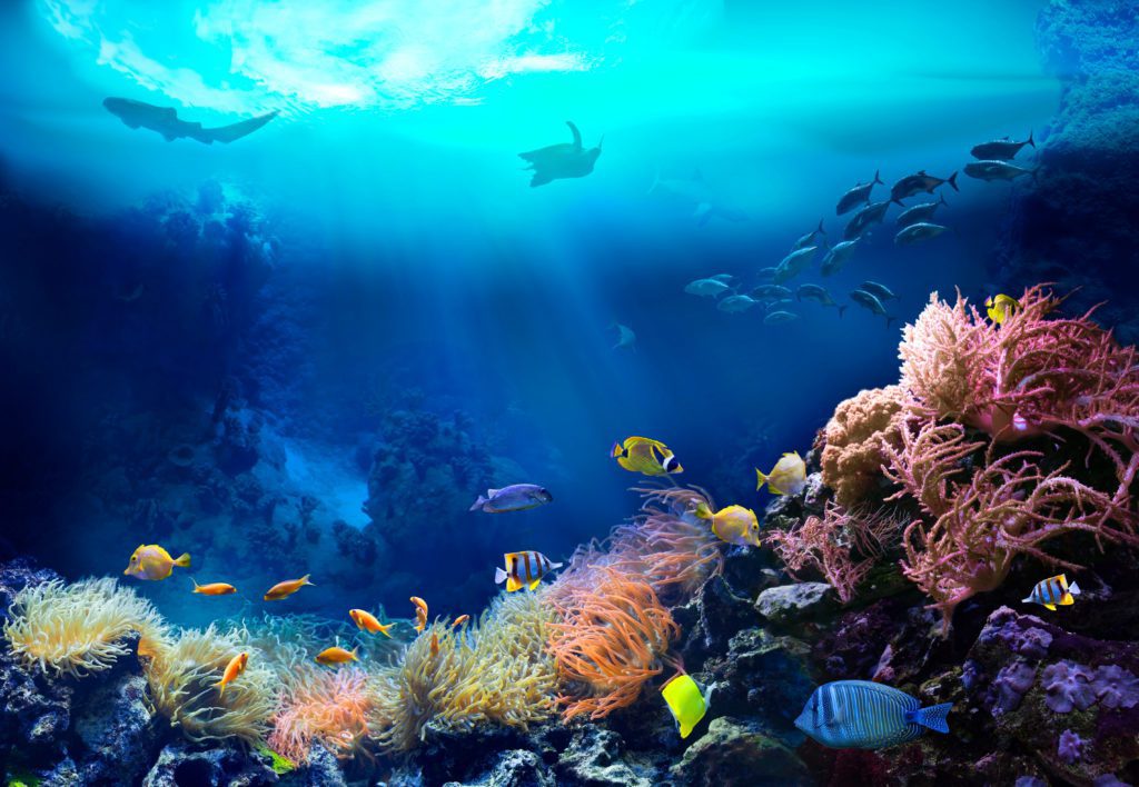 Underwater,View,Of,The,Coral,Reef.,Ecosystem.,Life,In,Tropical - Revive ...