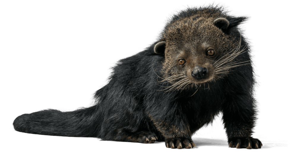 Binturong conservation in Indonesia