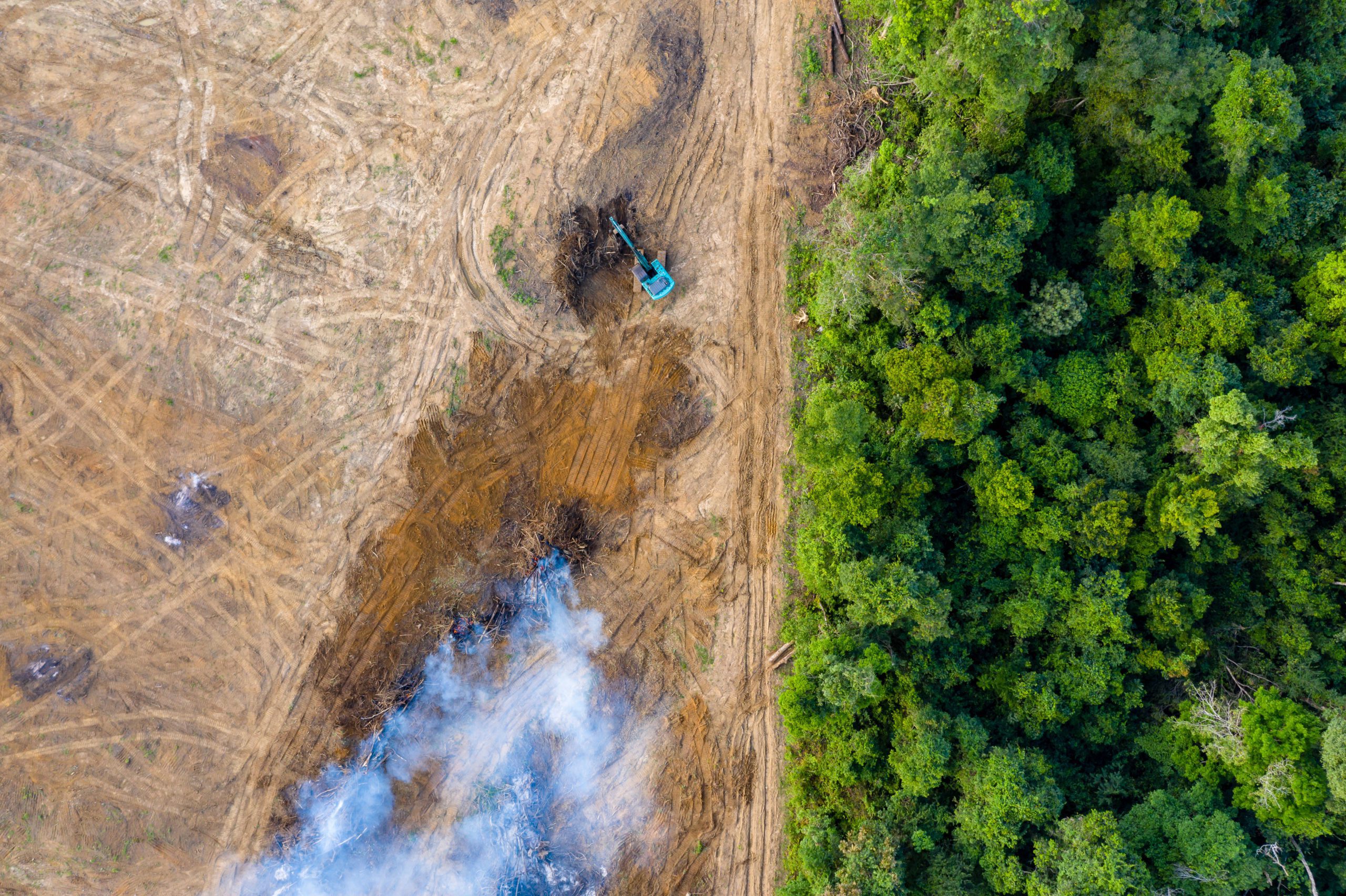 Rainforest in Crisis - Revive & Restore