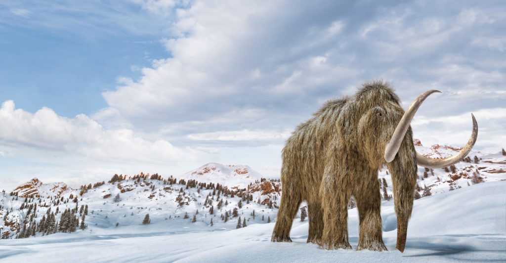 Wooly mammoth in the arctic landscape - Revive & Restore