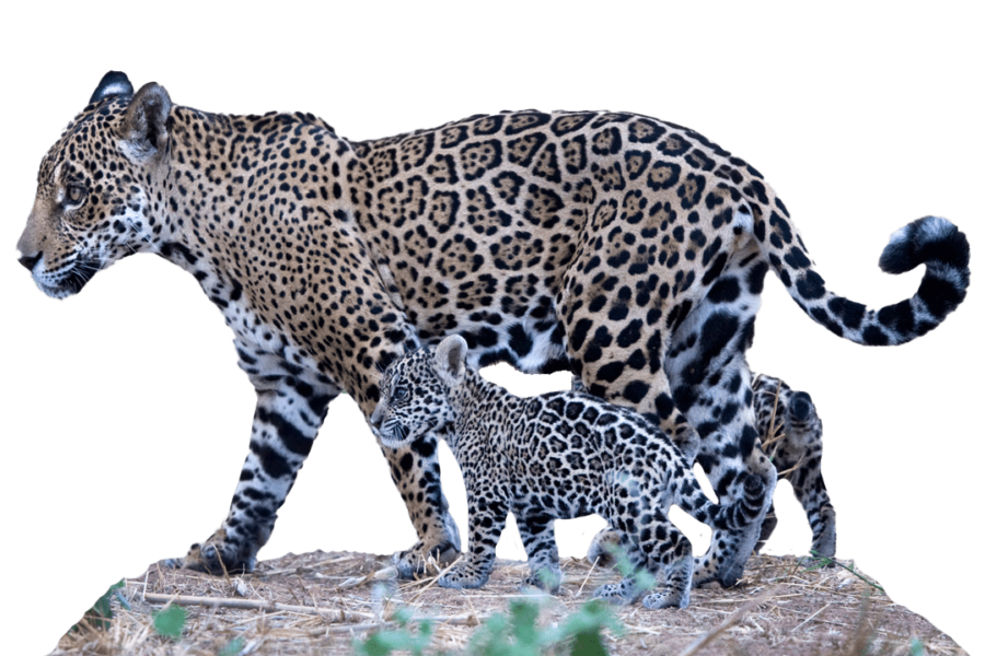 Genetic insight for jaguar conservation