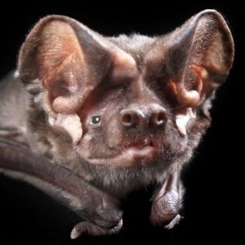 Eumops-floridanus | Earth.com - Revive & Restore