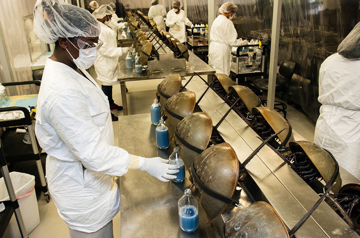 Horseshoe Crabs - Revive & Restore