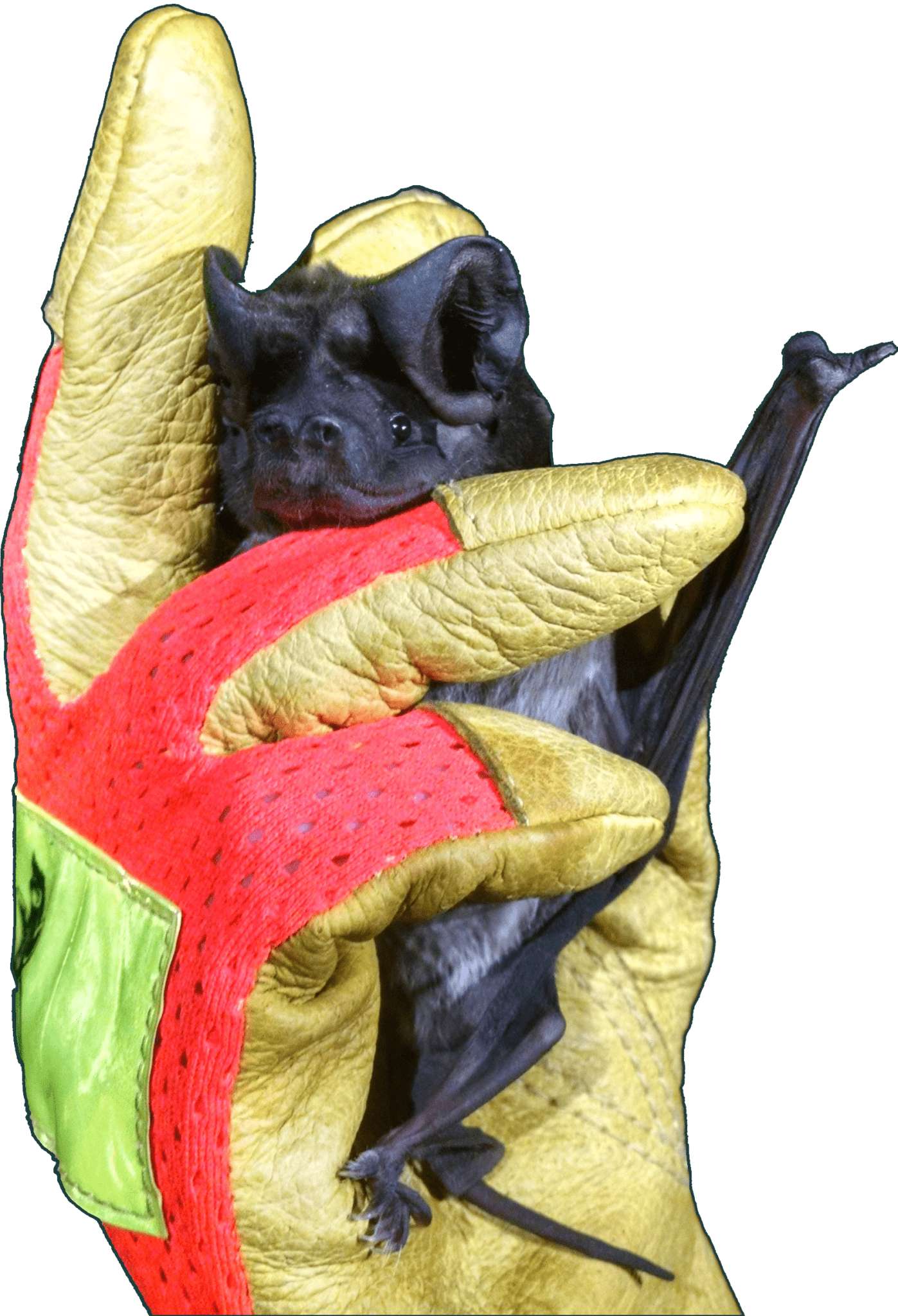 Biobanking the Florida bonneted bat