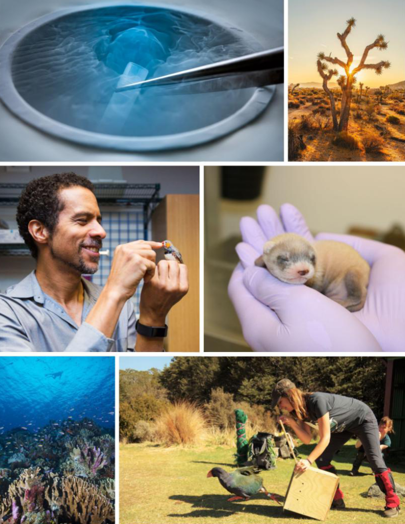 Annual Report 2023 - Revive & Restore