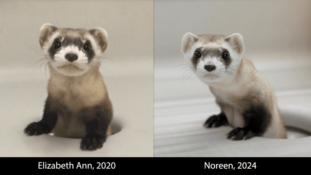 Two Additional Black-Footed Ferrets Born As a Result of Cloning