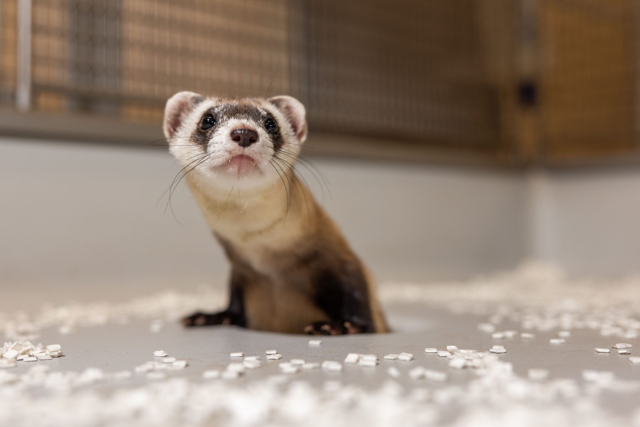 Black-footed Ferret Project - Revive & Restore