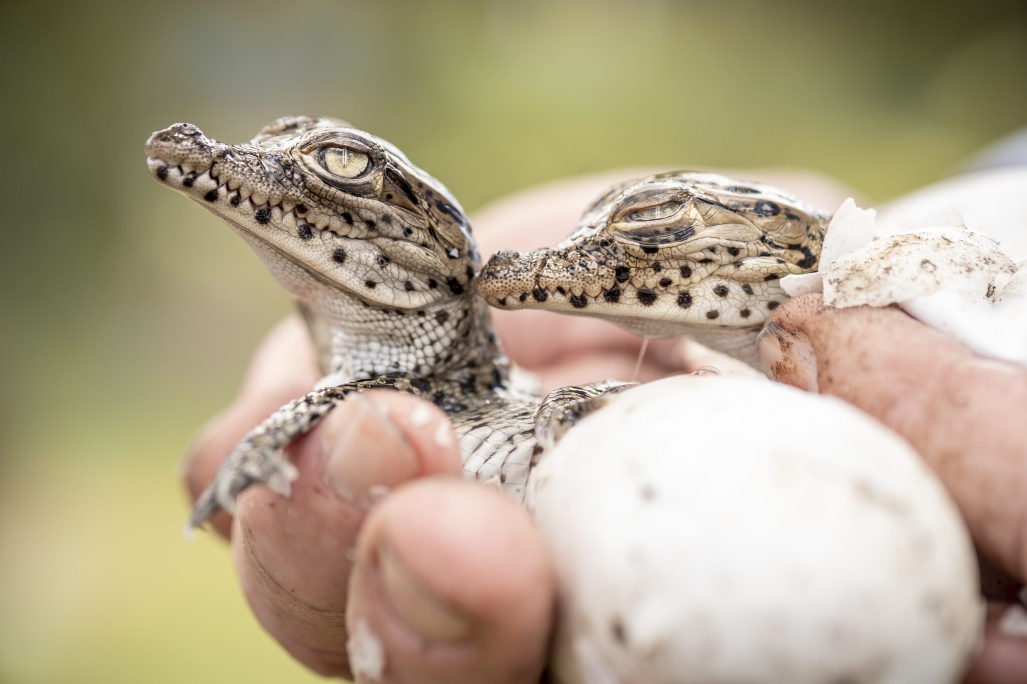 Revive & Restore | Genetic Rescue to Enhance Biodiversity