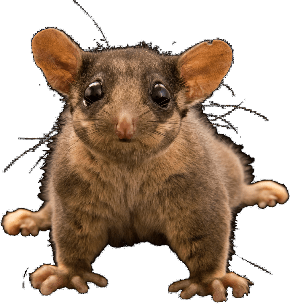 Leadbeaters possum - Revive & Restore