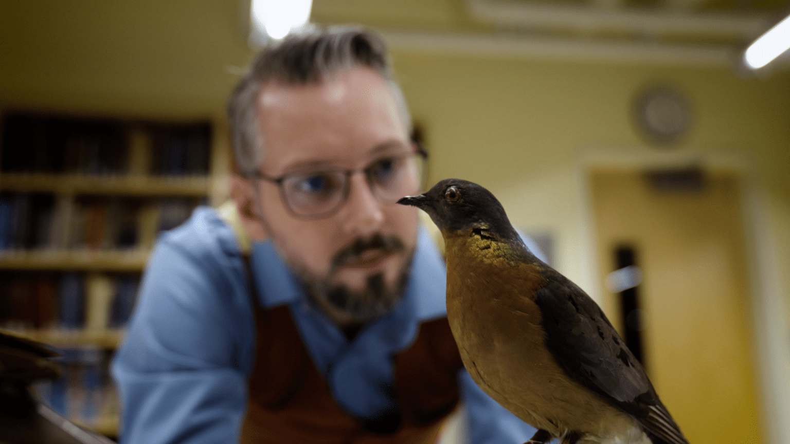The Great Passenger Pigeon Comeback Takes Flight in New Documentary ...