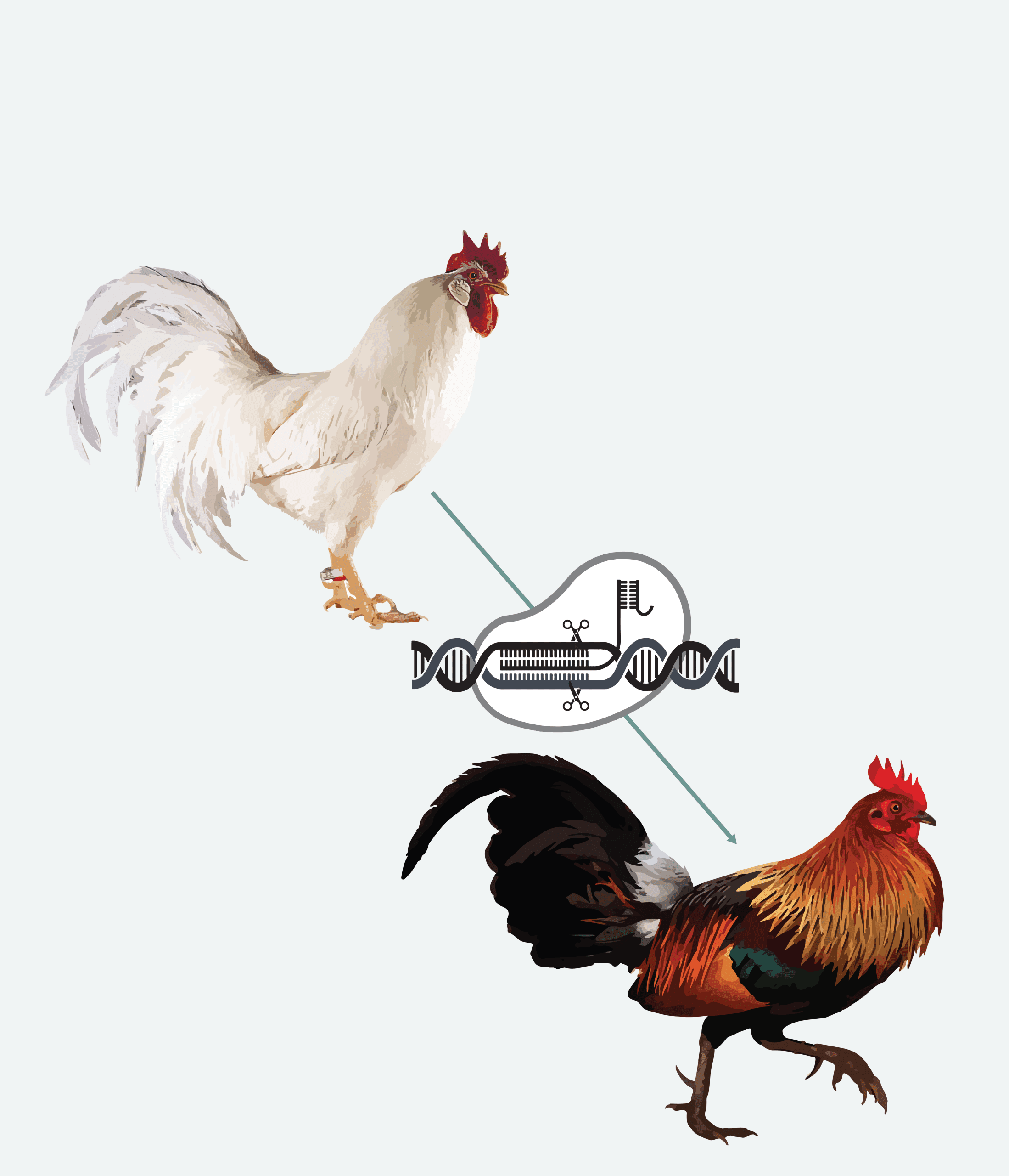 Rewilded chicken project - Revive & Restore