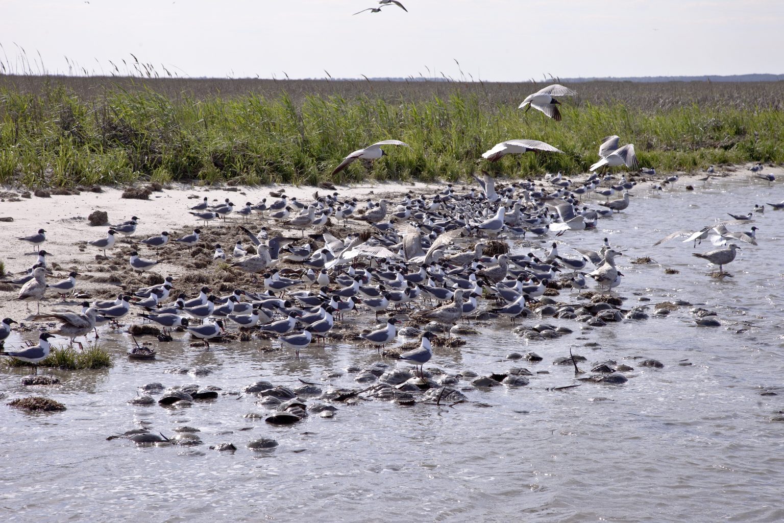 Revive & Restore | Genetic Rescue to Enhance Biodiversity