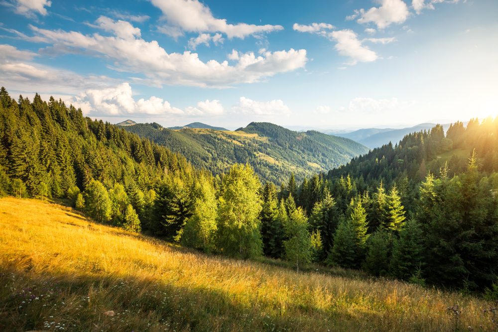 Revive & Restore | Genetic Rescue to Enhance Biodiversity